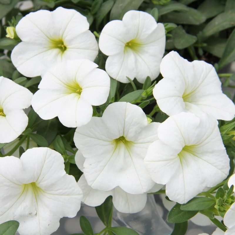 Calibrachoa White